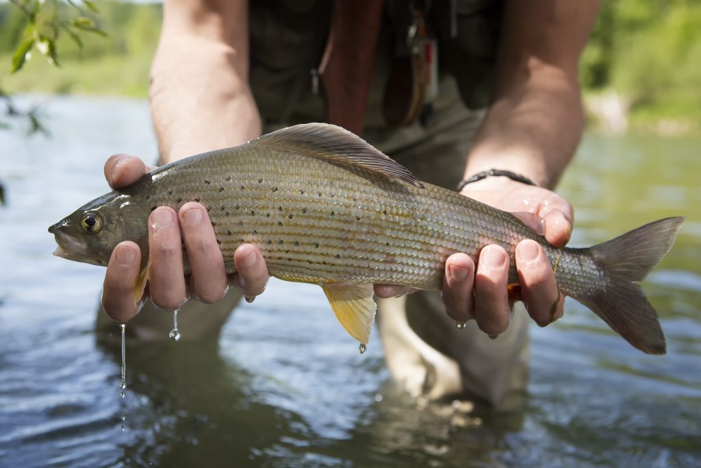 Arctic Grayling — FoodStory