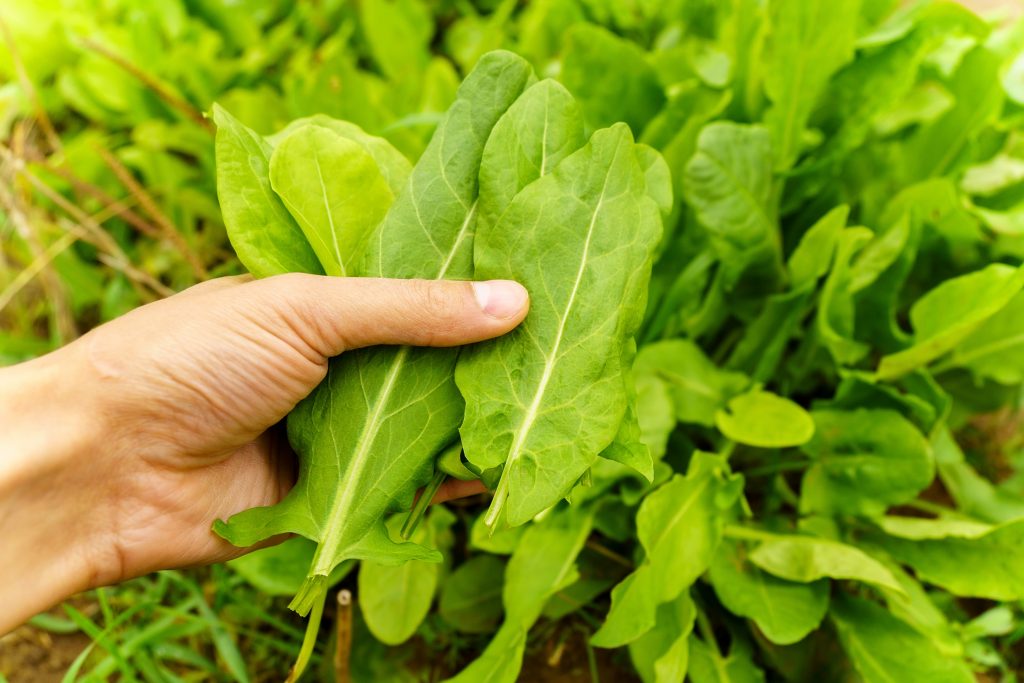 Sorrel — FoodStory