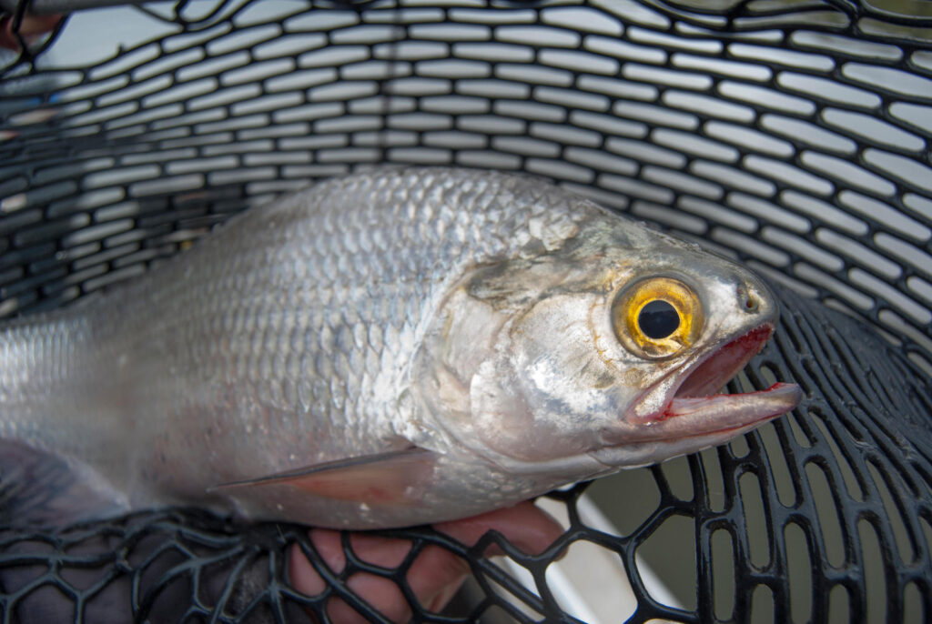 Goldeye — FoodStory