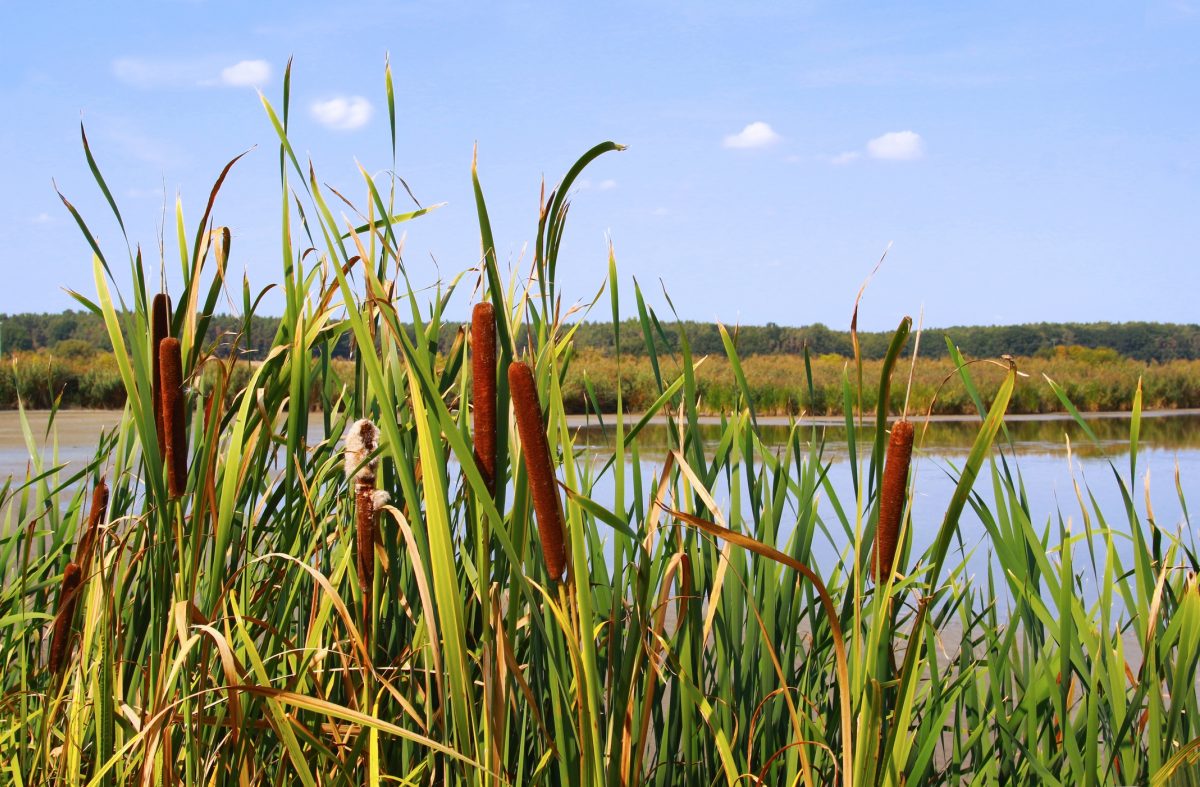 Cattail — FoodStory