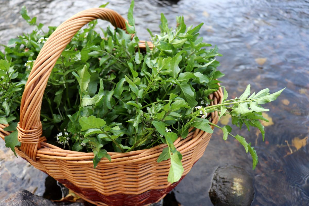 Watercress — FoodStory