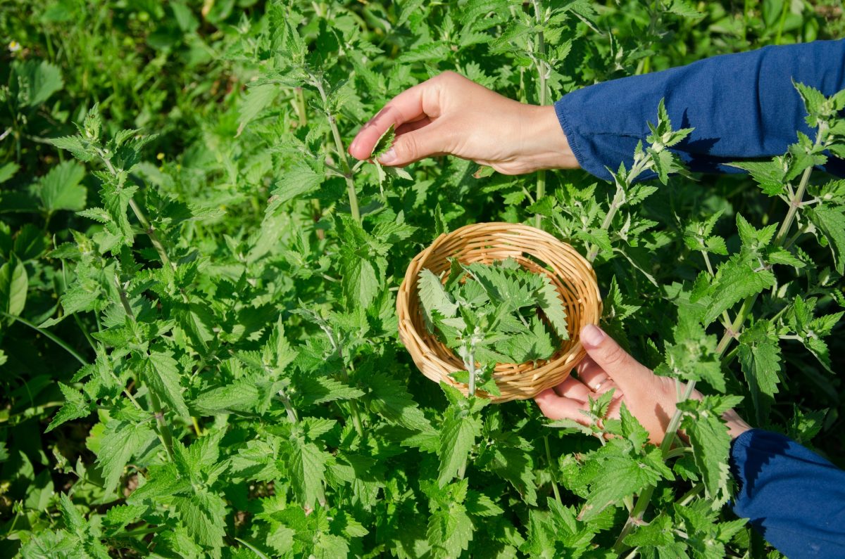 Wild Mint — FoodStory