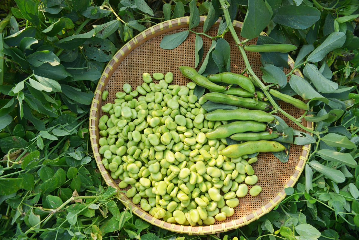 Fava Bean — FoodStory