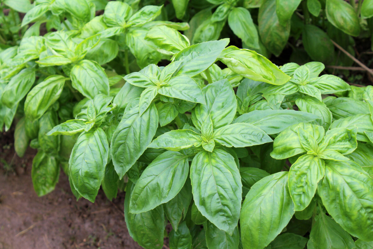 Basil — FoodStory
