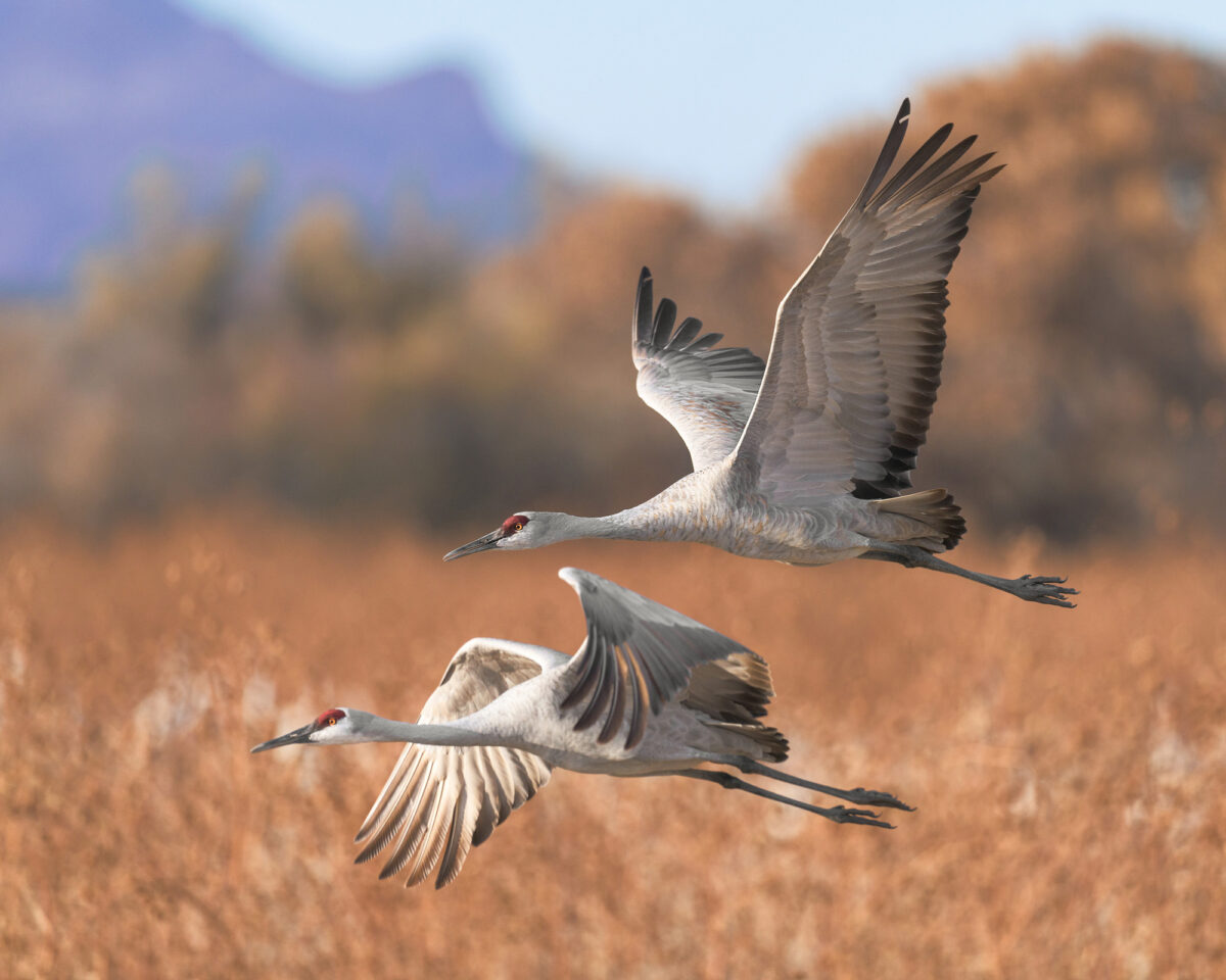 Sandhill Crane — FoodStory