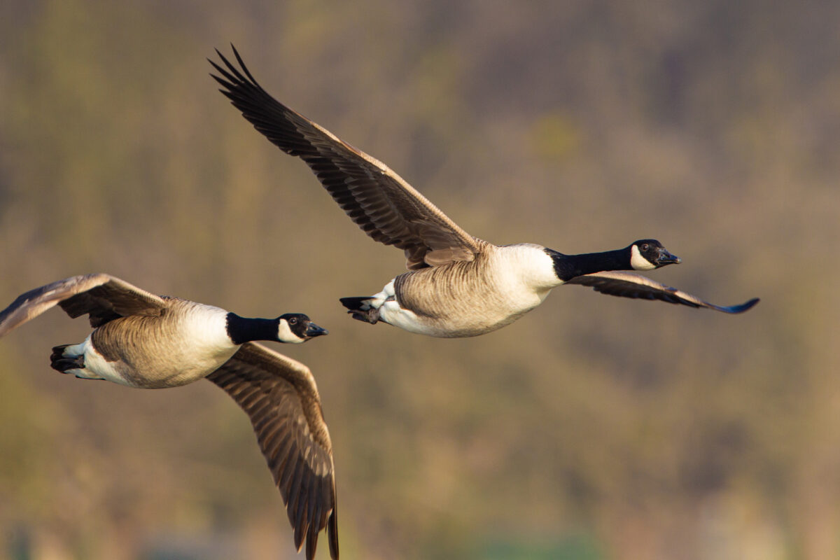 Canada Goose — FoodStory