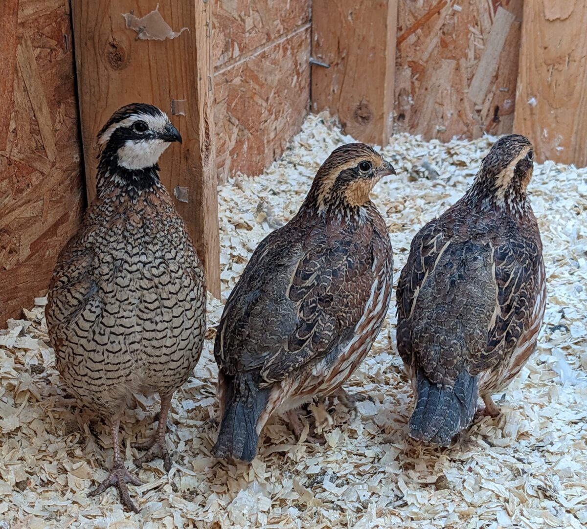 Quail — FoodStory