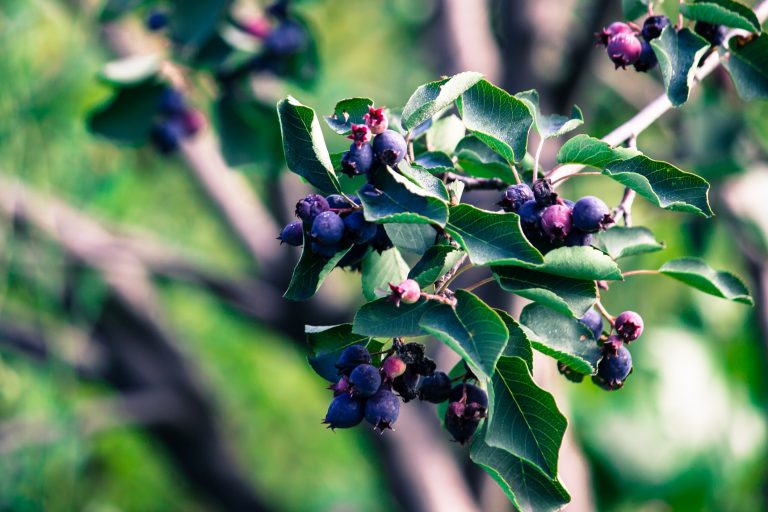 Saskatoon Berry — FoodStory